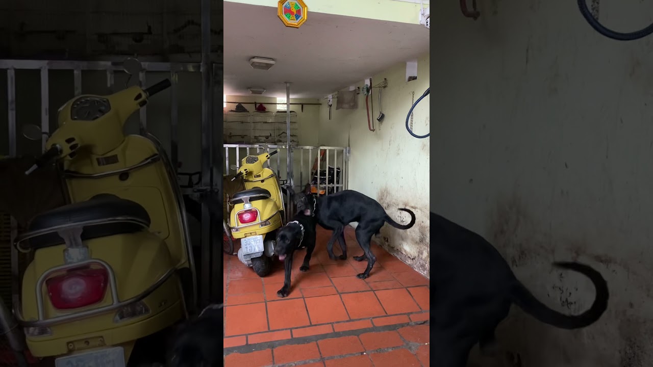 Hắc lang Mojee dog 8 tháng và Canecorso 7 năm - YouTube