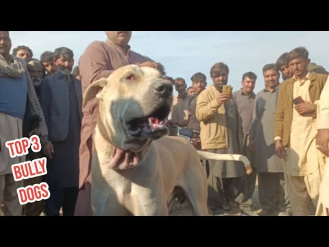 Pakistani top bully breed 3 bully dogs rajianwala,son of shola & etc ...