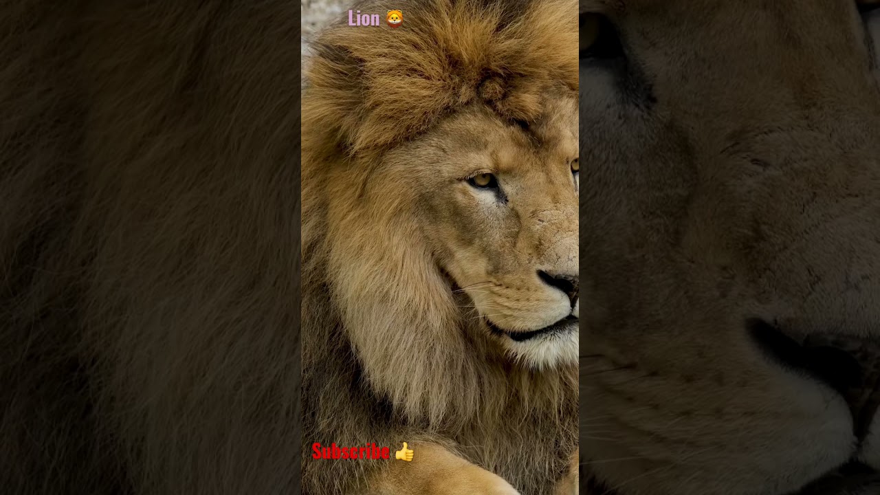 Lion 🦁 - YouTube