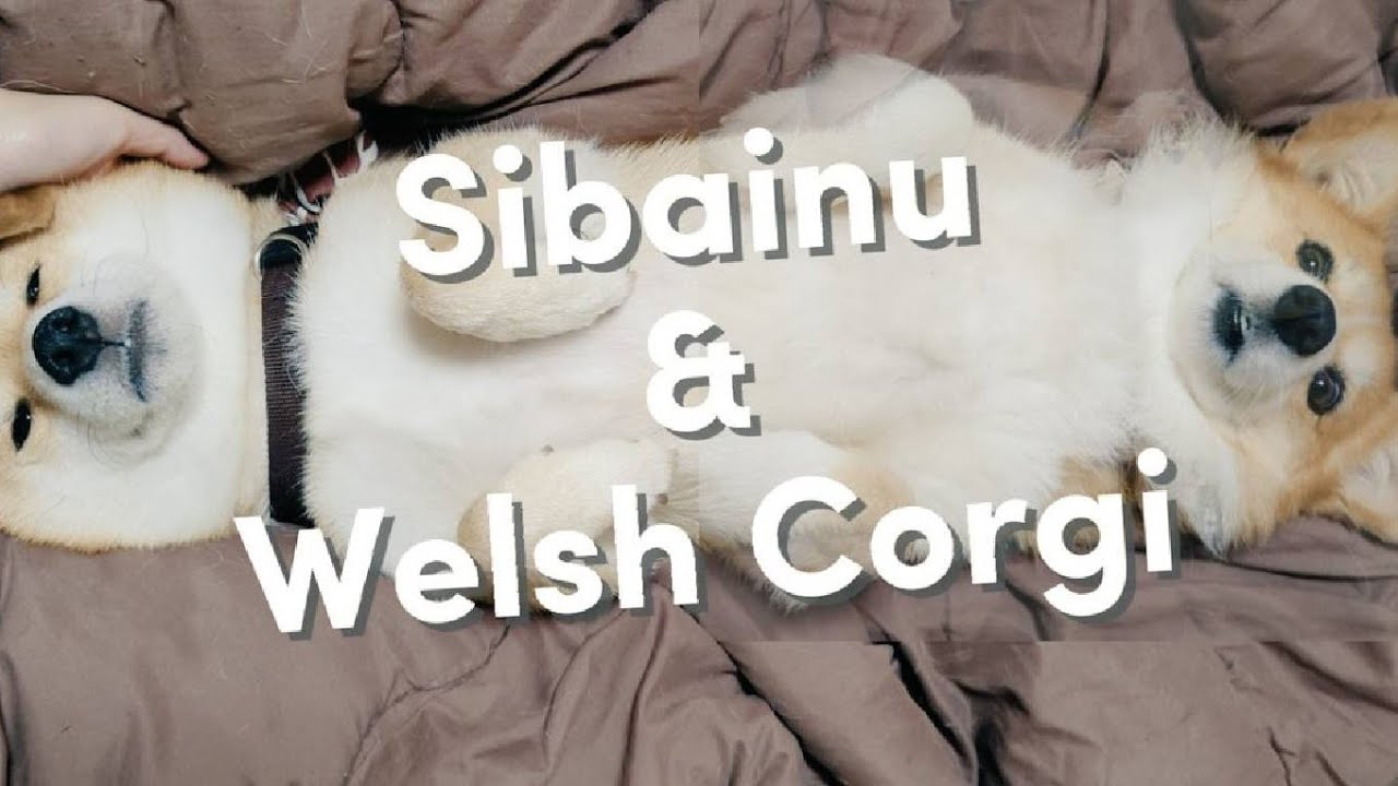どっちがどっち？柴犬とコーギー Shibainu & Welsh Corgi,dog Supine position.Which is ...