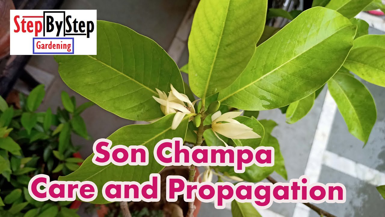 Son Champa Care and Propagation//How to grow and care Son Champa - YouTube