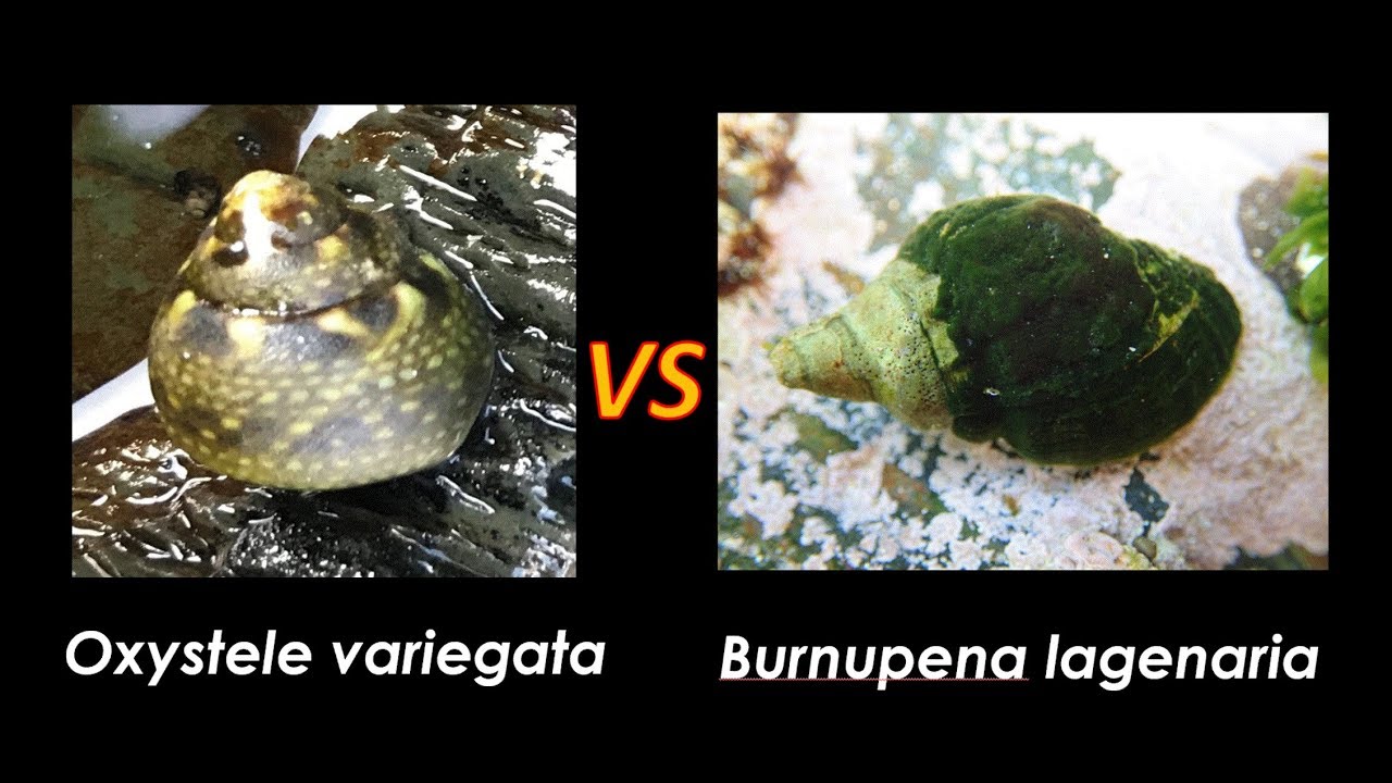 Twist & Run (Oxystele variegata & Burnupena lagenaria) - YouTube