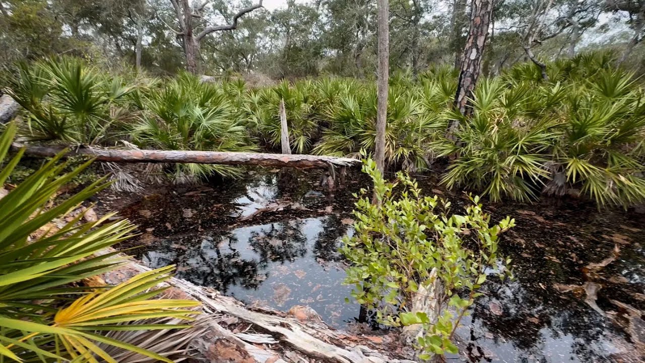 Exploring "Gator Lake" in PCB, Florida | St. Andrews State Park - YouTube