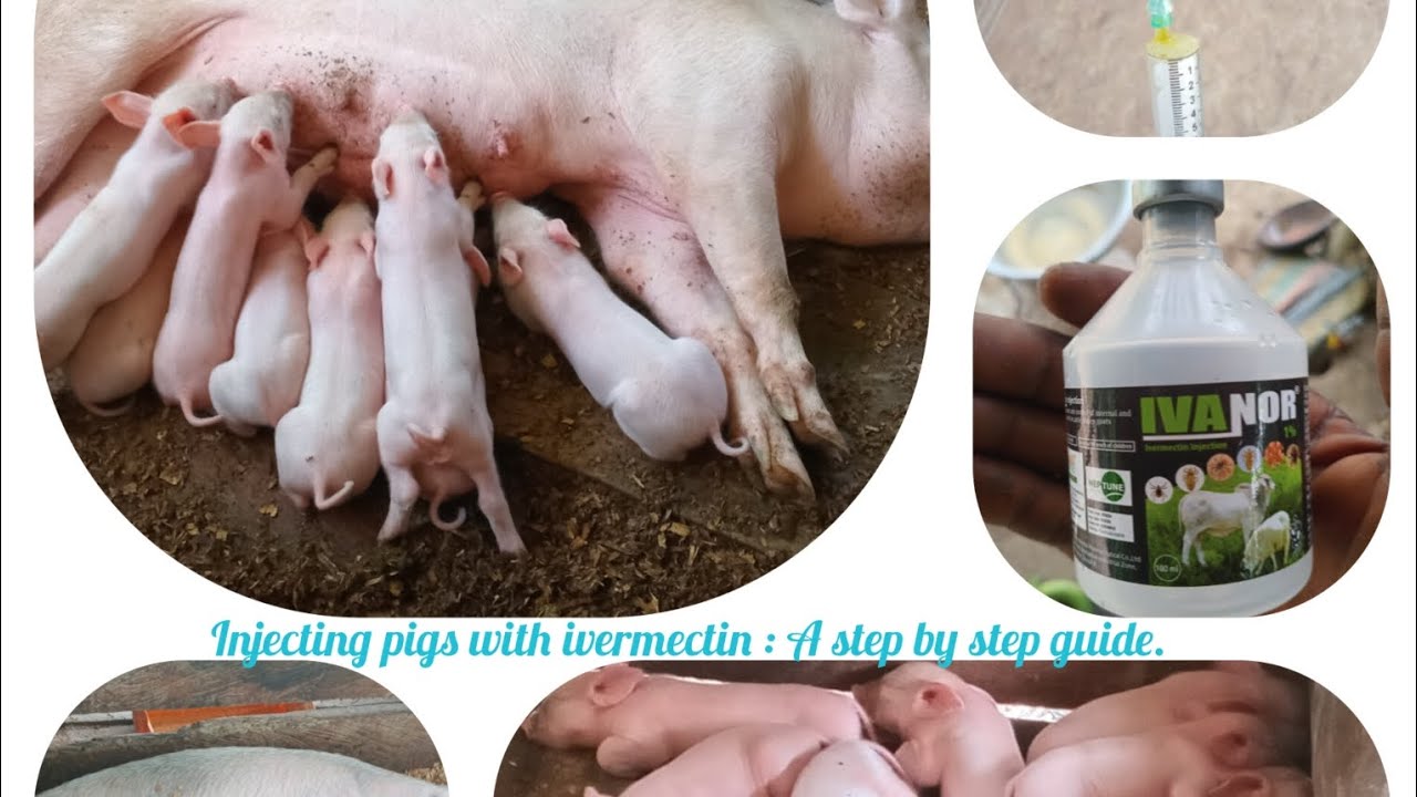 Injecting pigs with ivermectin : A step by step guide(PART 2) - YouTube