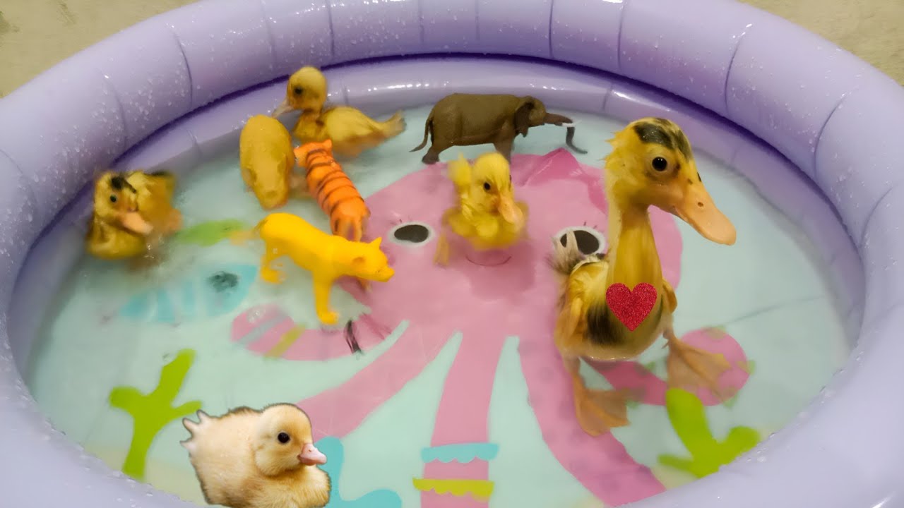 duck babies enjoy in mini pool - YouTube