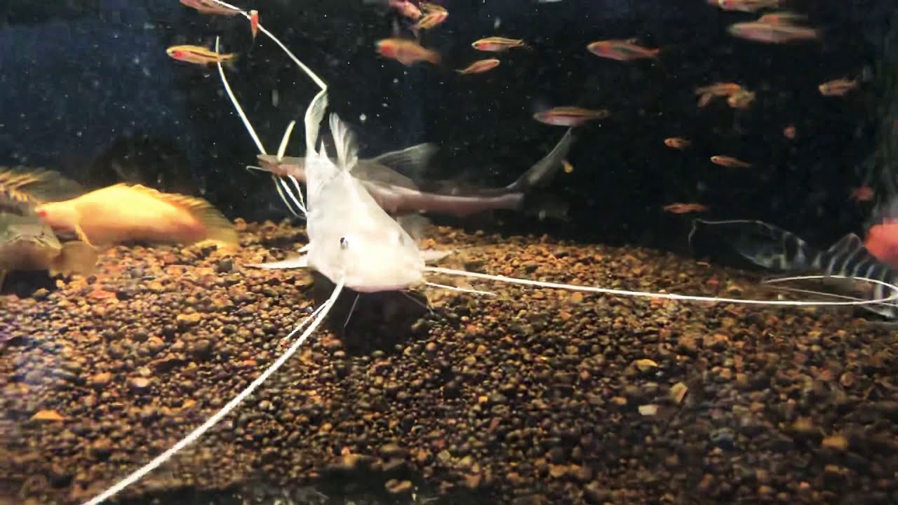 Catfish collection! Mini catfish aquarium! - YouTube