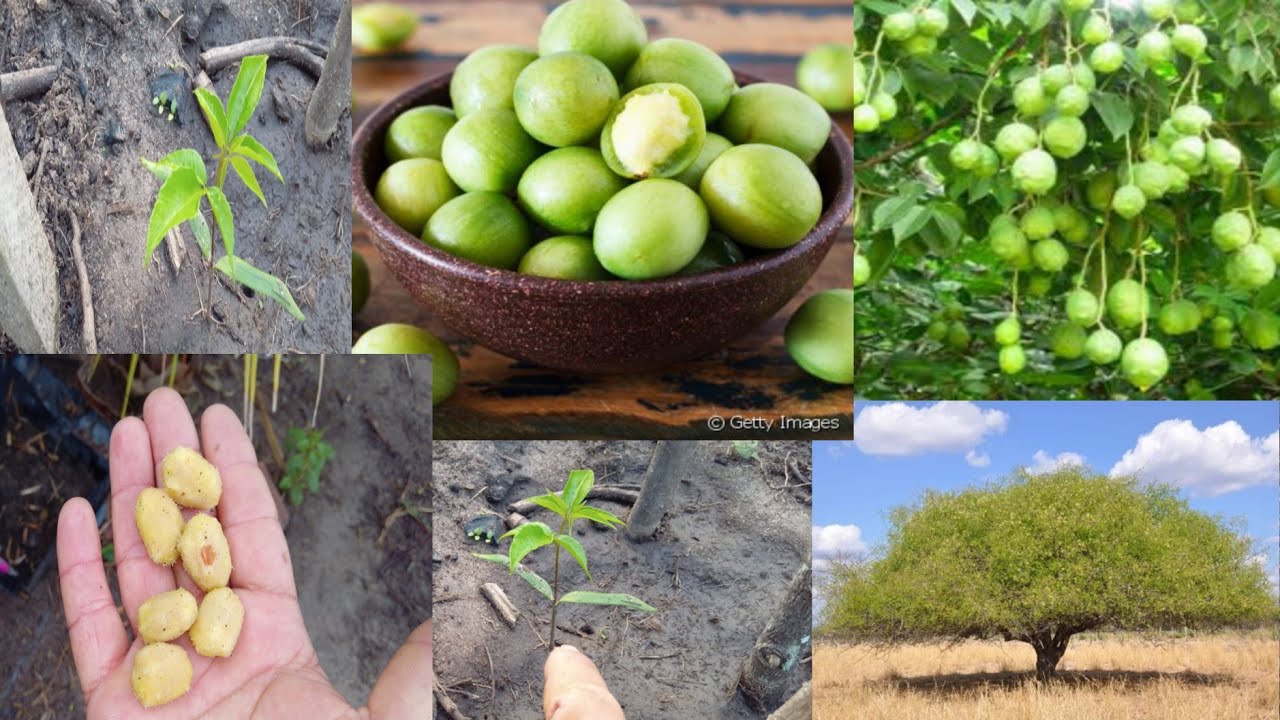 como fazer muda de umbu do caroço? e quanto tempo demora pra nascer ...