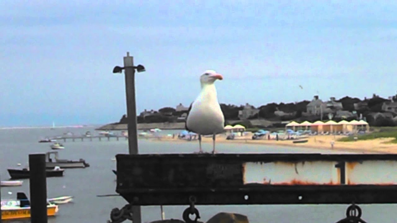 Meet Phil, the talking seagull. - YouTube