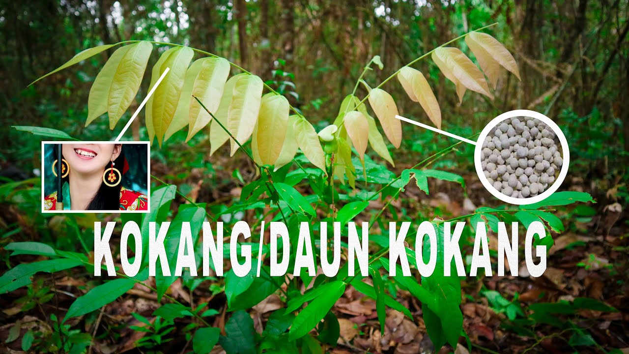 Mengenal Tumbuhan Kokang atau Lepisanthes amoena, Tumbuhan kosmetik ...