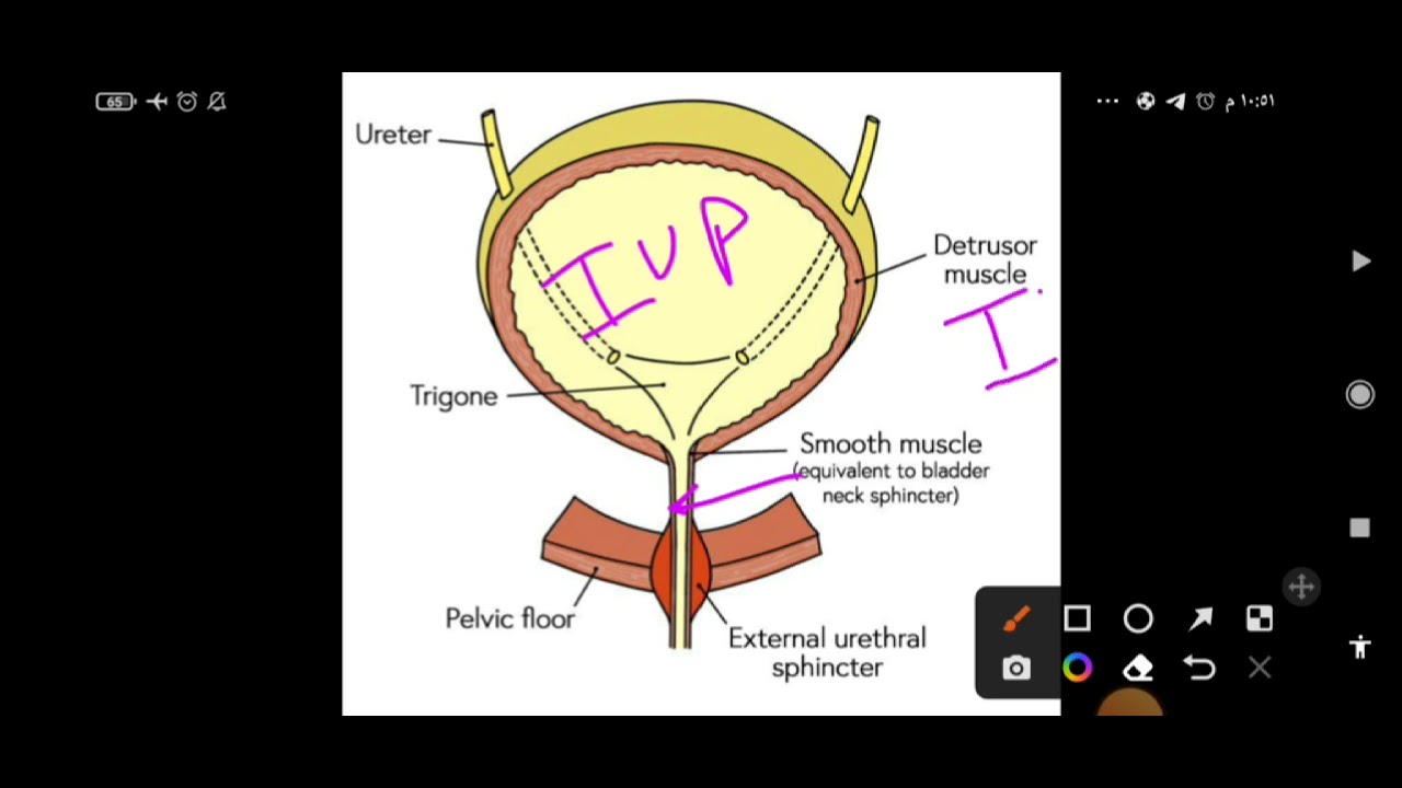 Bladder functional anatomy - YouTube