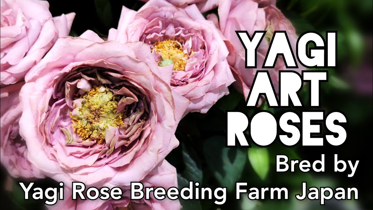 JAPAN'S most amazing ART ROSES by YAGI Rose Breeding Farm from Shizuoka ...
