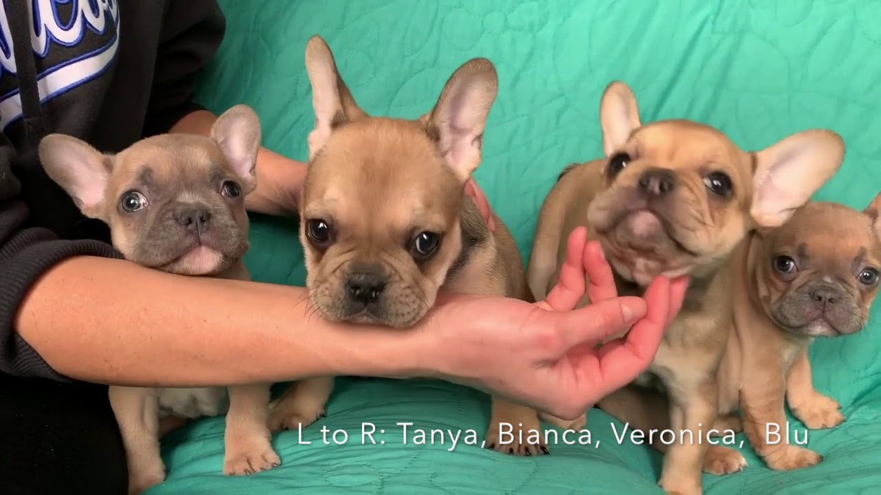 Blu, Bianca, Tanya Veronica, Frenchie Female Puppies For Sale! - YouTube