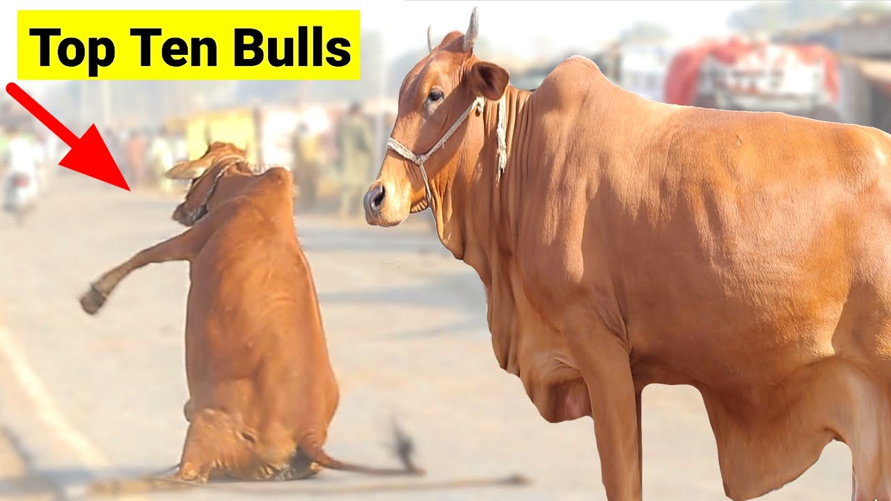 10 Mighty Bulls Of The Village | Ten Top Powerful Bulls | Amazing ...