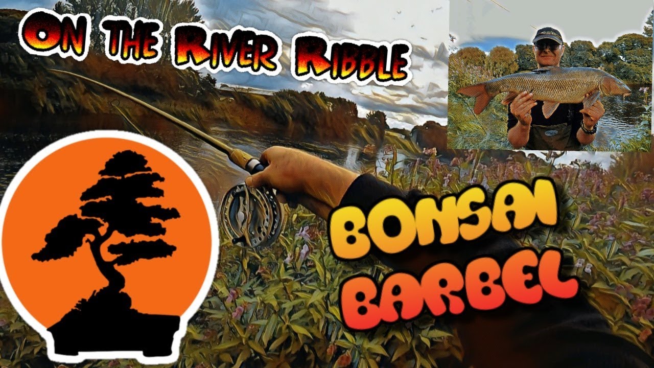 River Ribble Fishing Diaries Day 6. Bonsai Barbel - YouTube