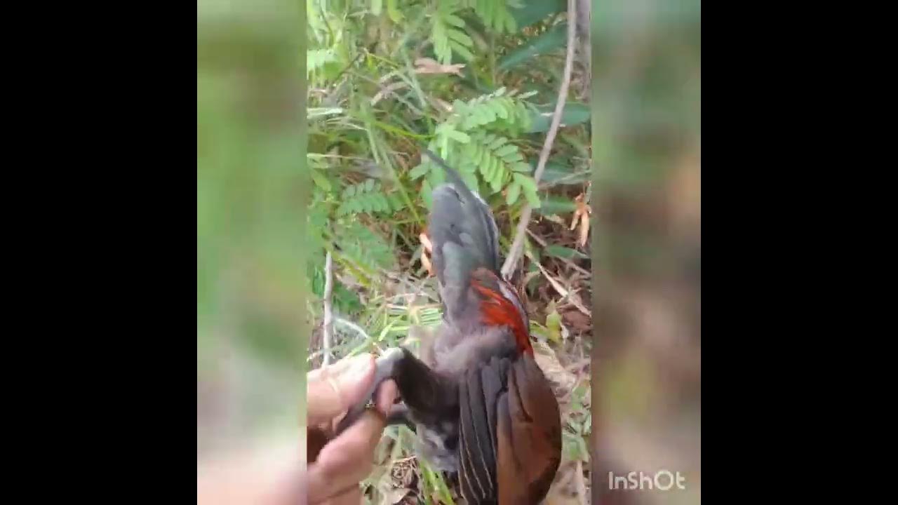 hnub no rov qab mu tua qaib qus dua laib ib tug thiab nawb 2/4/2023 - YouTube