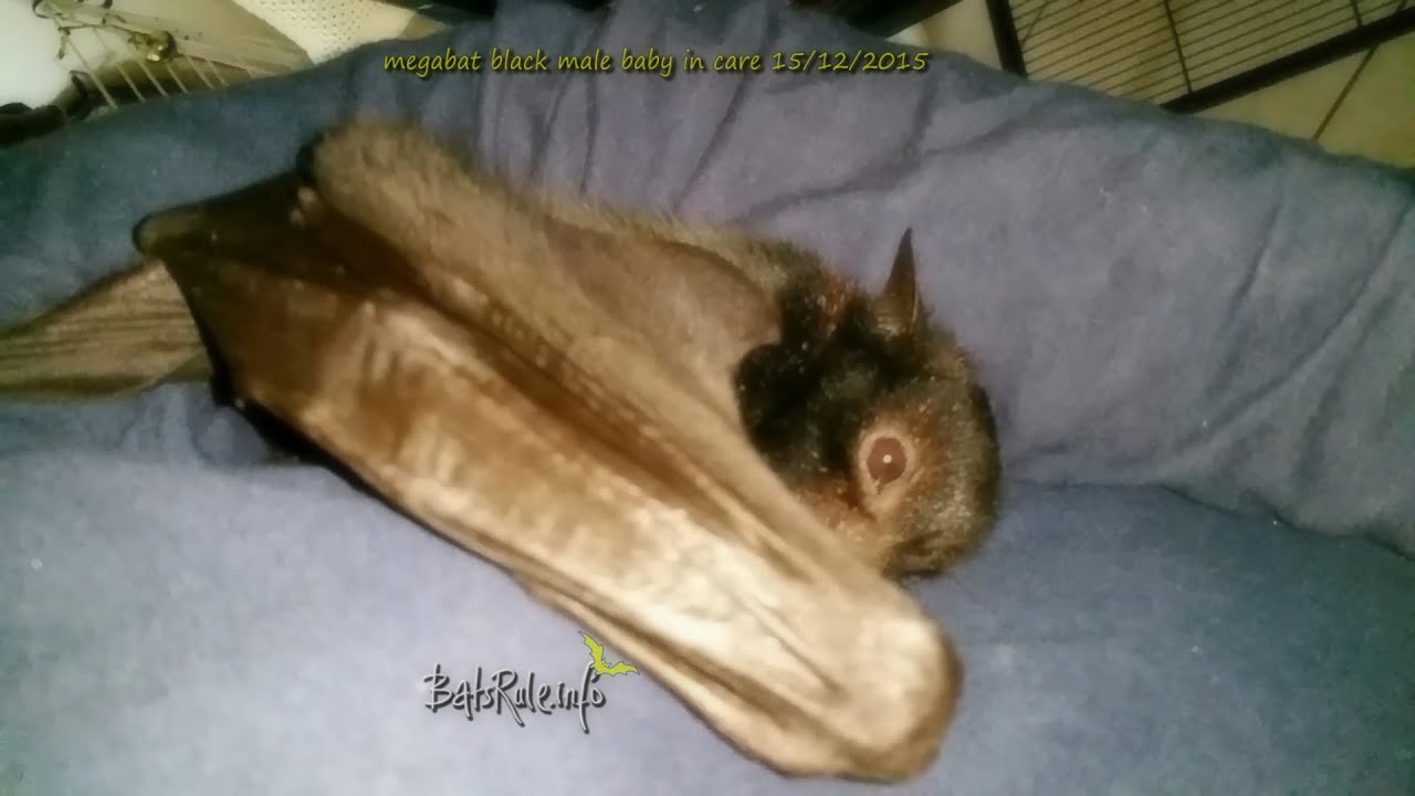 Bat baby, orphaned rescued in care, Megabat black male, Flying Fox ...