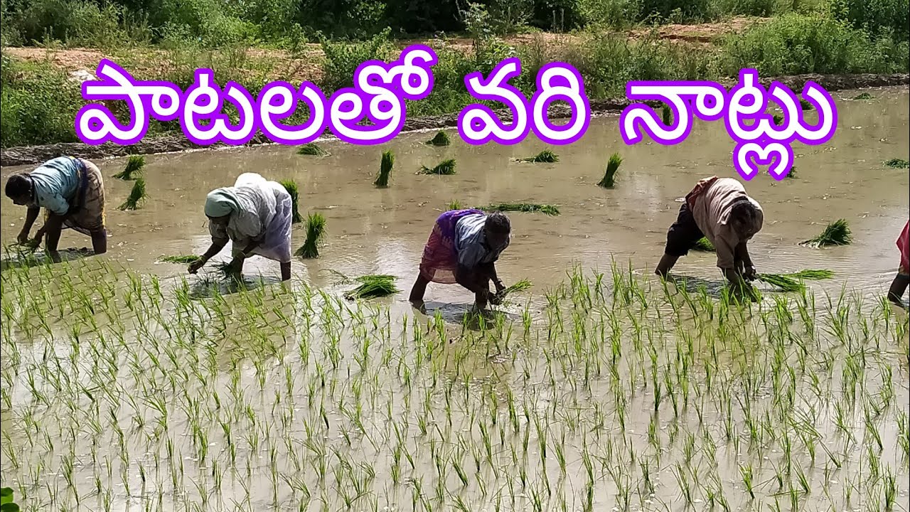 Village Folk songs Telugu//paatalatho vari naatlu\\Folk songs telugu ...