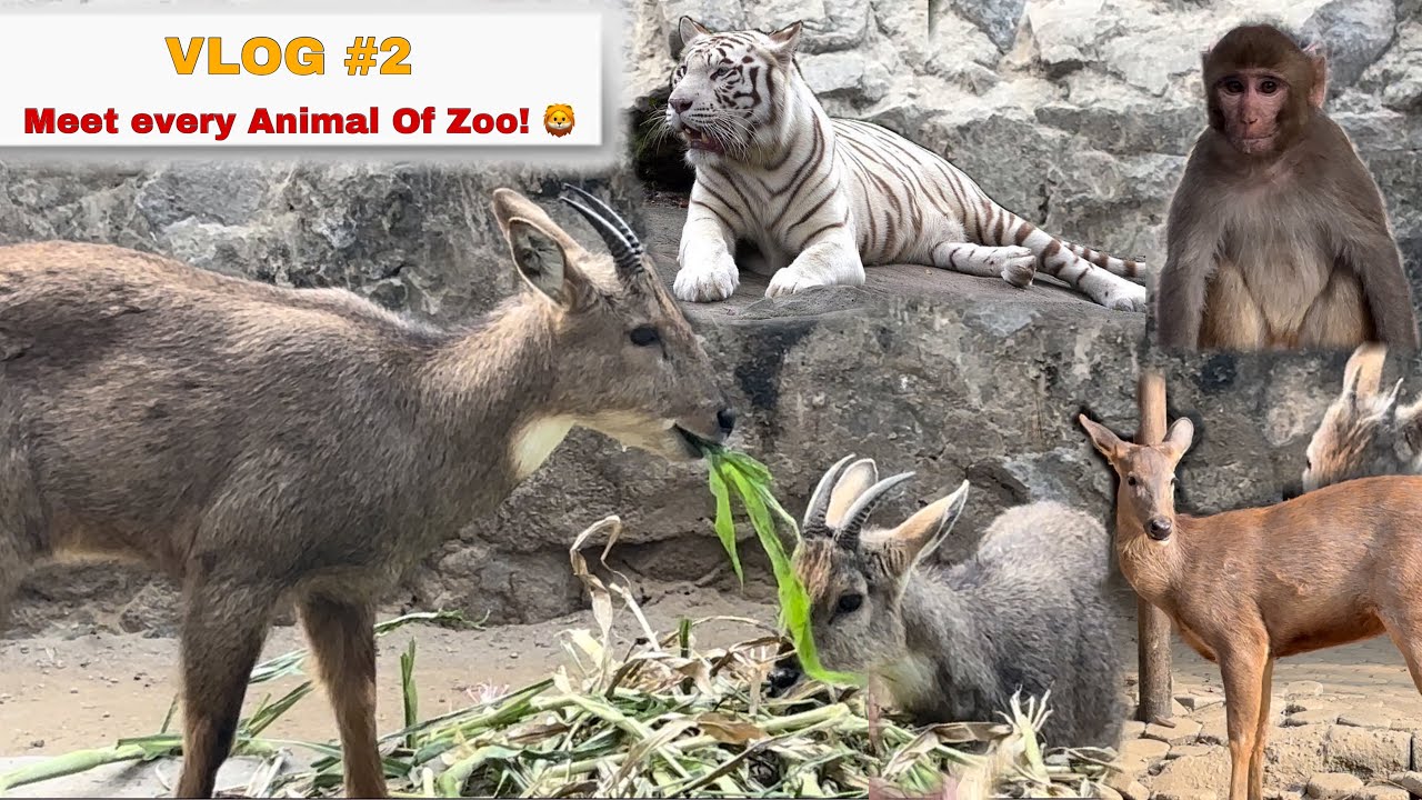 Meet Every Animal of Delhi Zoo: A Cinematic Adventure! - YouTube