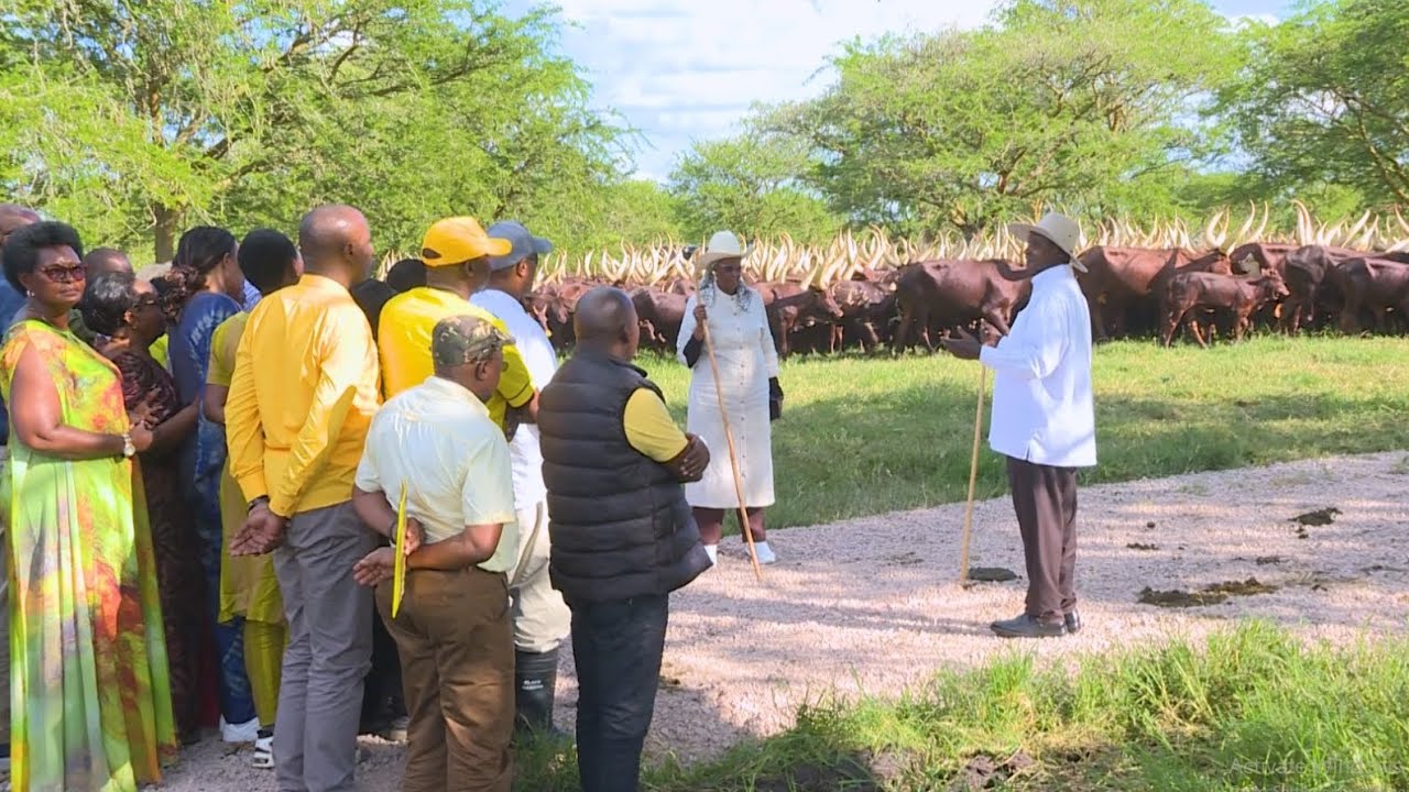 Museveni takes all Ministers to check on cows at his farm, teaches them ...