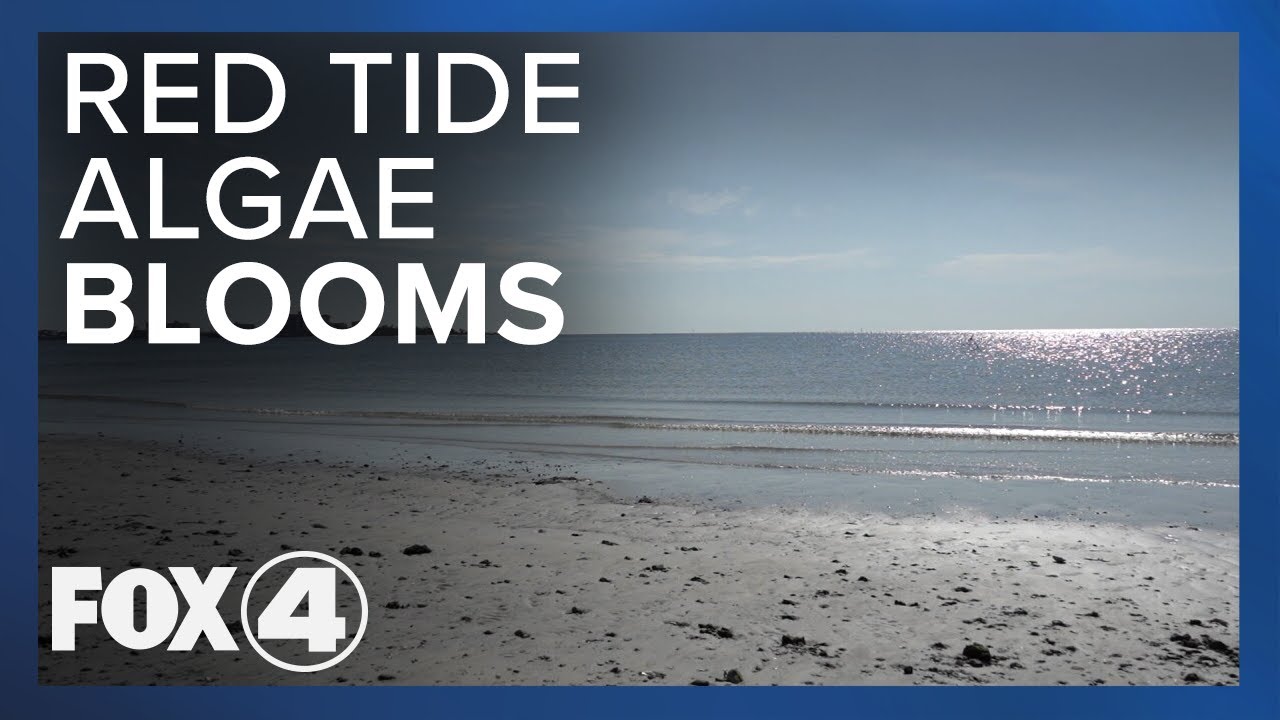 Harmful Red Tide Algae Blooms Creeping Down the Gulf Coast - YouTube
