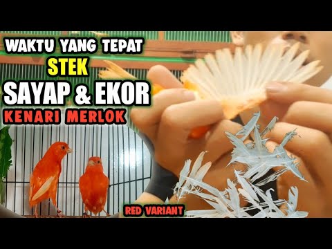 CARA STEK SAYAP DAN EKOR PADA KENARI MERLOK YANG TEPAT || Ternak kenari ...