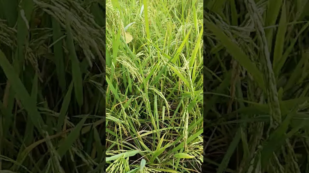 Palayan (Rice Field)Ready To Harvest#Buhay Probinsya - YouTube