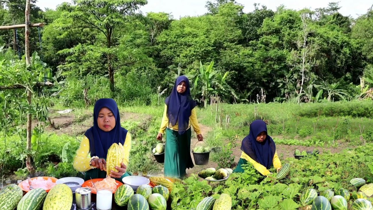 Panen timun suri, membuat Es timun super praktis seger (harvest ...