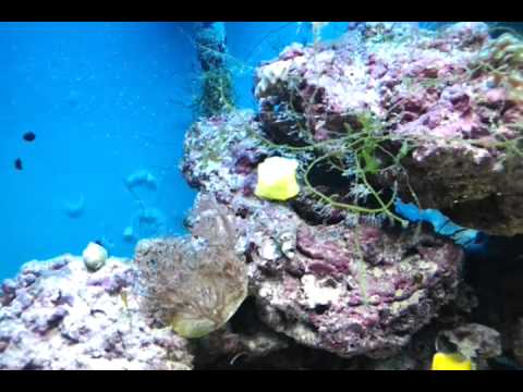 "Boston bean" cowfish - YouTube