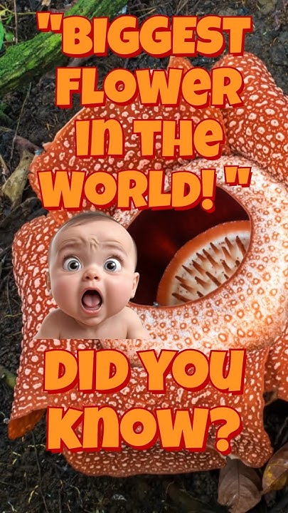 "Rafflesia: The World’s Largest and Stinkiest Flower!" #shorts # ...