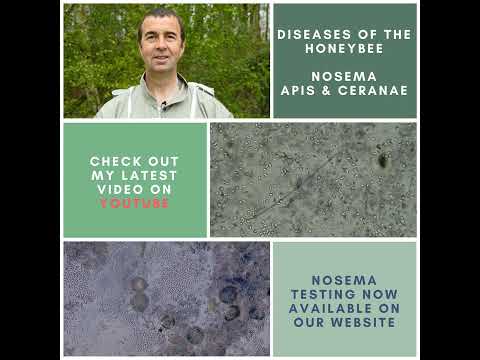 How To Tell If Your Bees Have Nosema