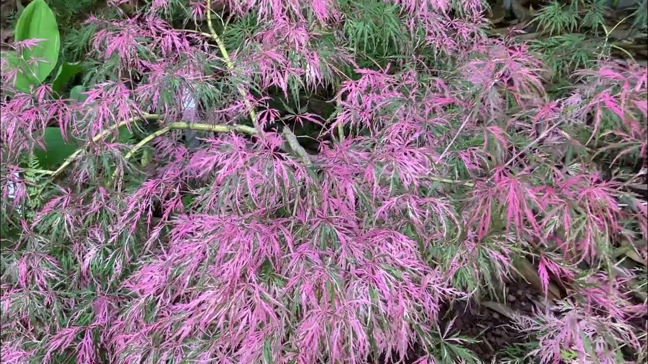 New Japanese Trees & Asian Plants Tour Laith House JC Raulston ...