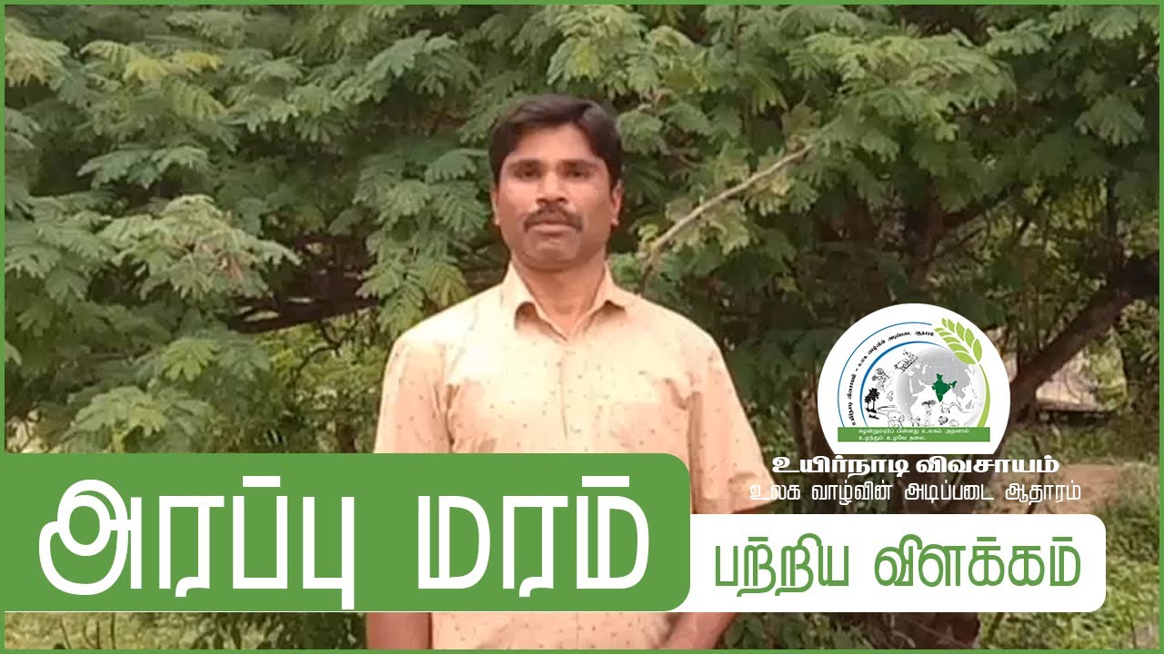 அரப்பு மரம் பற்றிய விளக்கம் || Arappu (Tree) Maram - YouTube