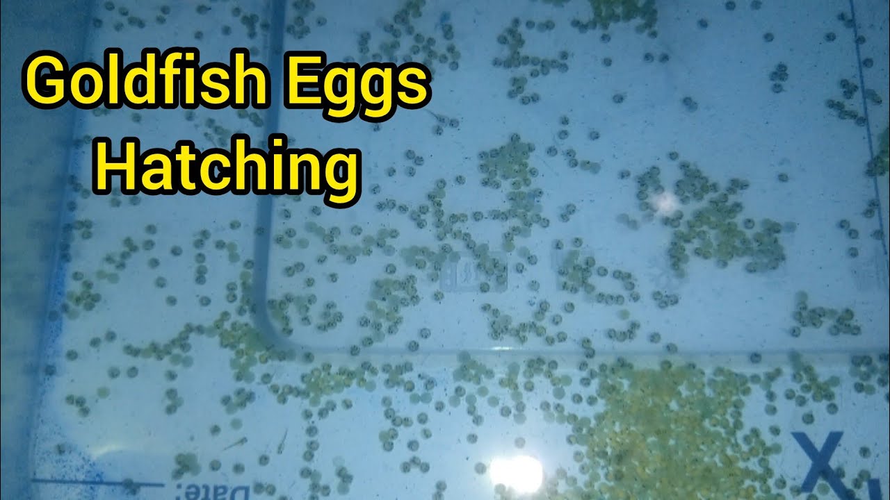 Goldfish eggs Start Hatching ll New goldfish Fry ll Goldfish breeding ...