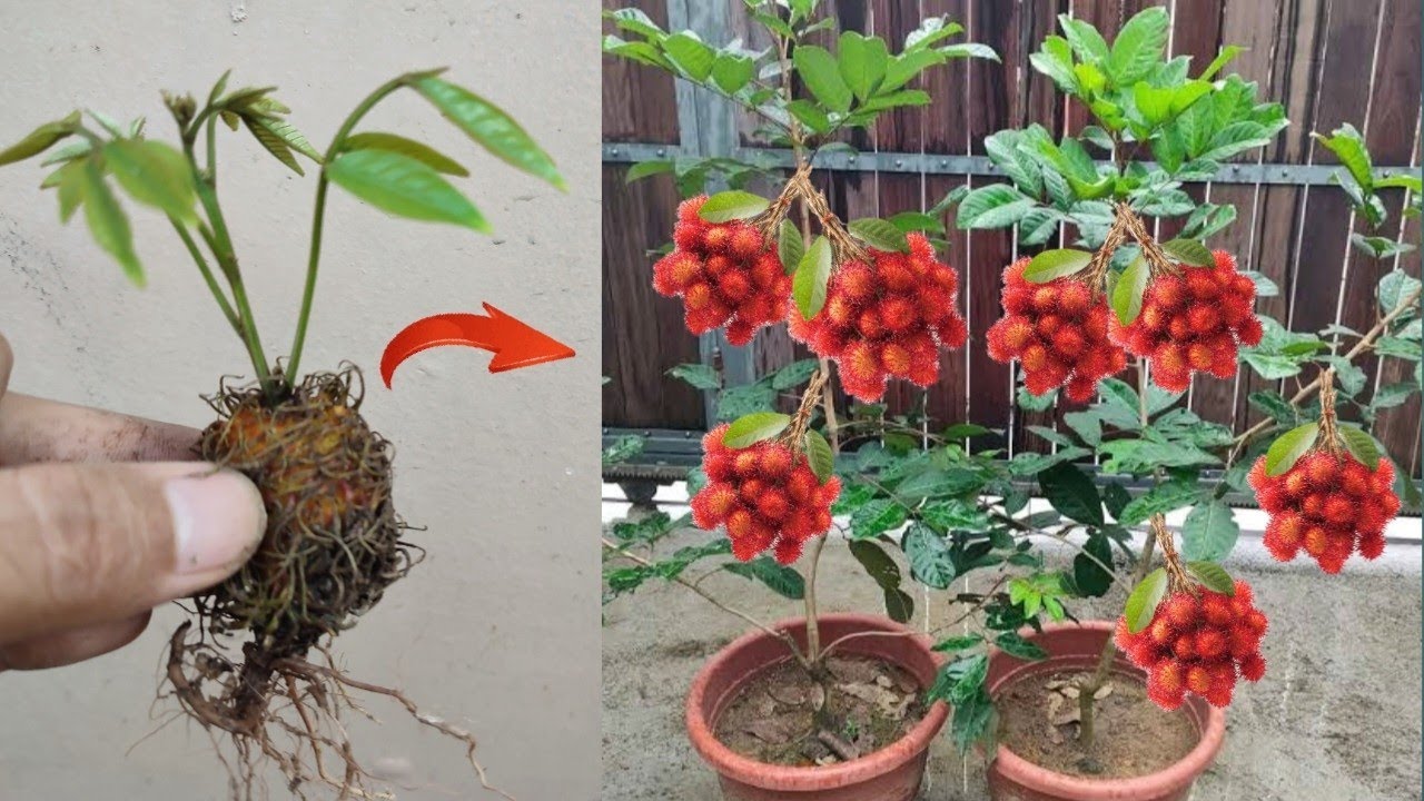 Crazy Skills!! Grafting rambutan tree with rambutan fruit in pots - YouTube