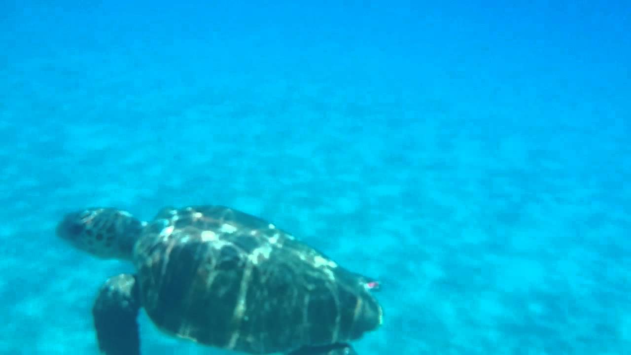 Turtle Zante Greece - YouTube