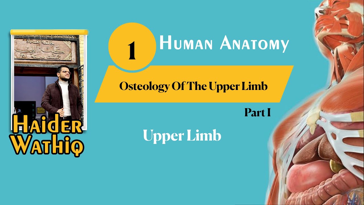 Upper limb anatomy | Lecture 1 (Part 1) | Osteology - YouTube