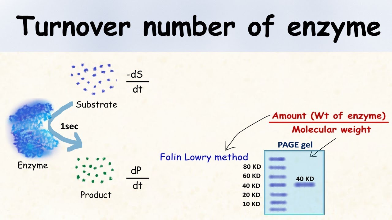 Turnover number of enzyme. - YouTube