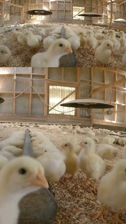 Creating a Surrogate Mother Hen: Joel Salatin on Brooding Infrastructure #pasturedpoultry # ...