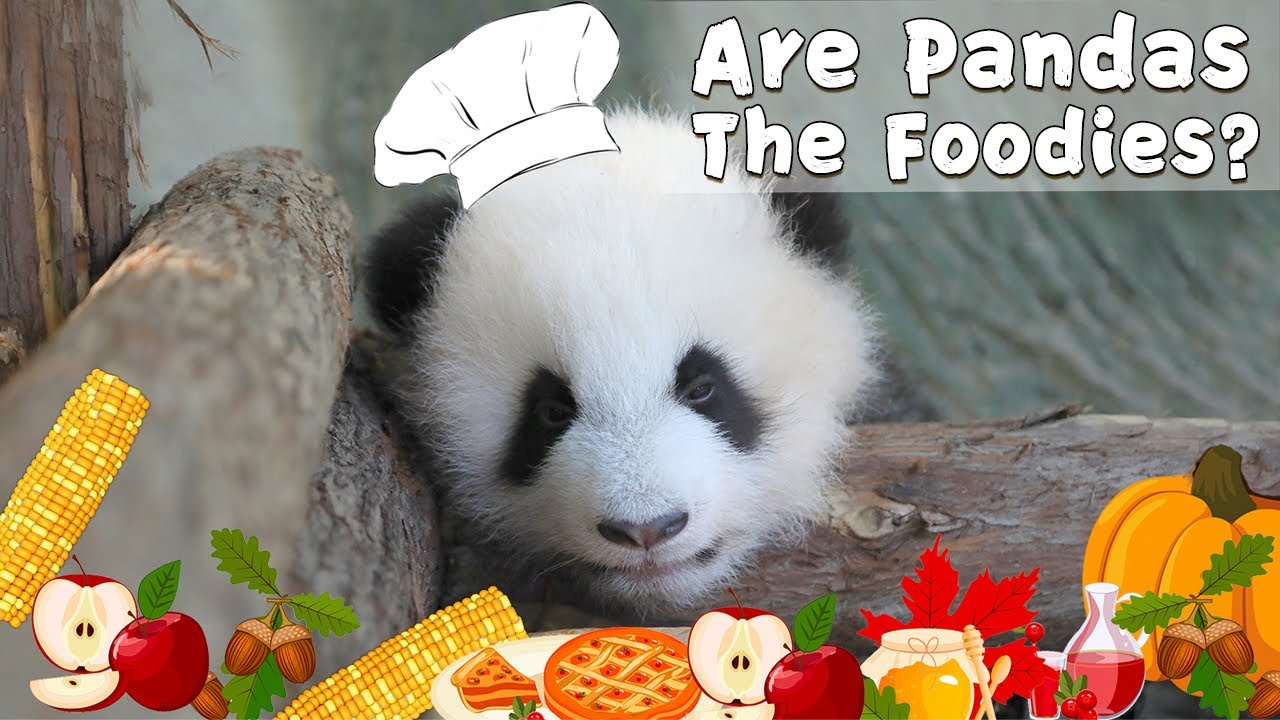 Are Pandas The Foodies? | iPanda - YouTube