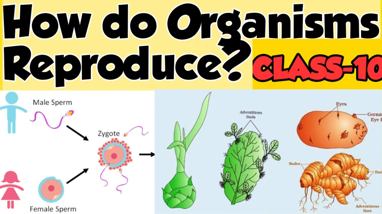 How do Organisms Reproduce? Part-1 class -10. - YouTube