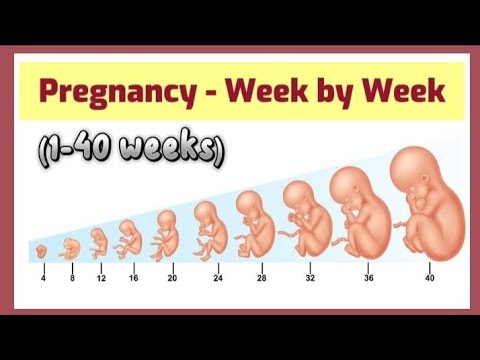 Pregnancy week by week | 1-40 weeks fetal development - YouTube