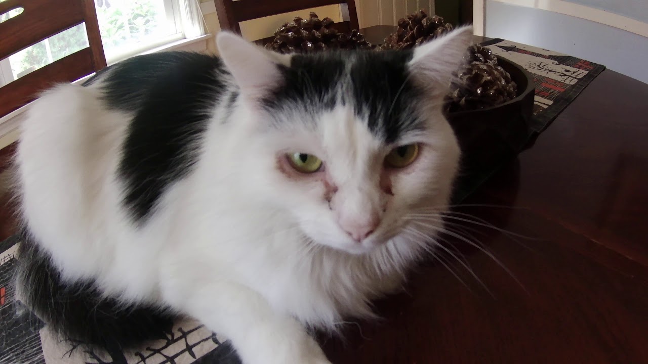 interveiwing harold the cat - YouTube