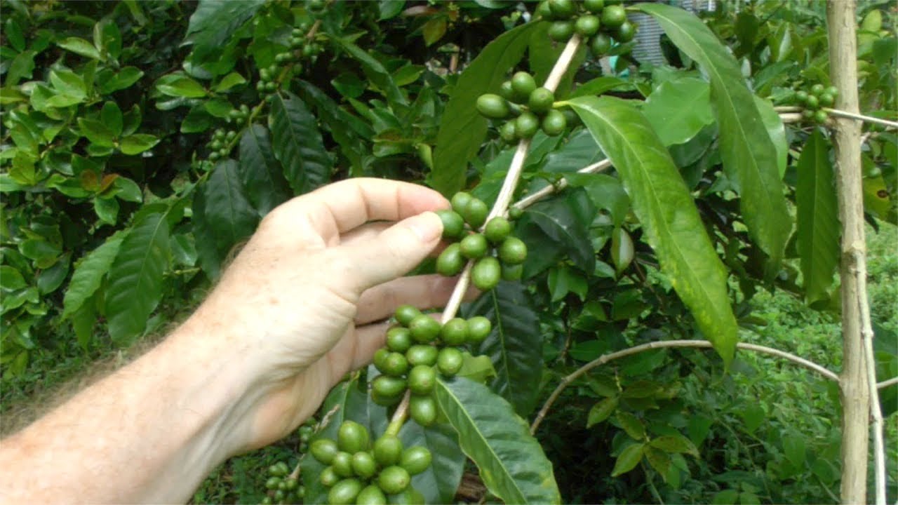 2019 Organic Coffee Crop Update - May/June - YouTube