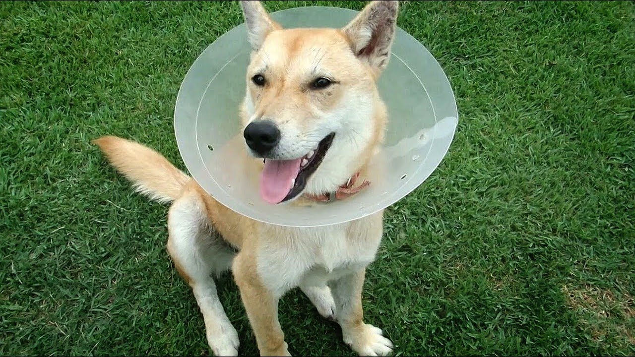 A puppy girdled with a muffler - single with kids 24h 24h