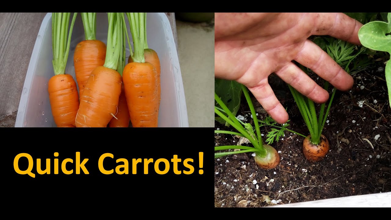 Seeding Carrot Rows Using No Till Gardening - 2020 - YouTube
