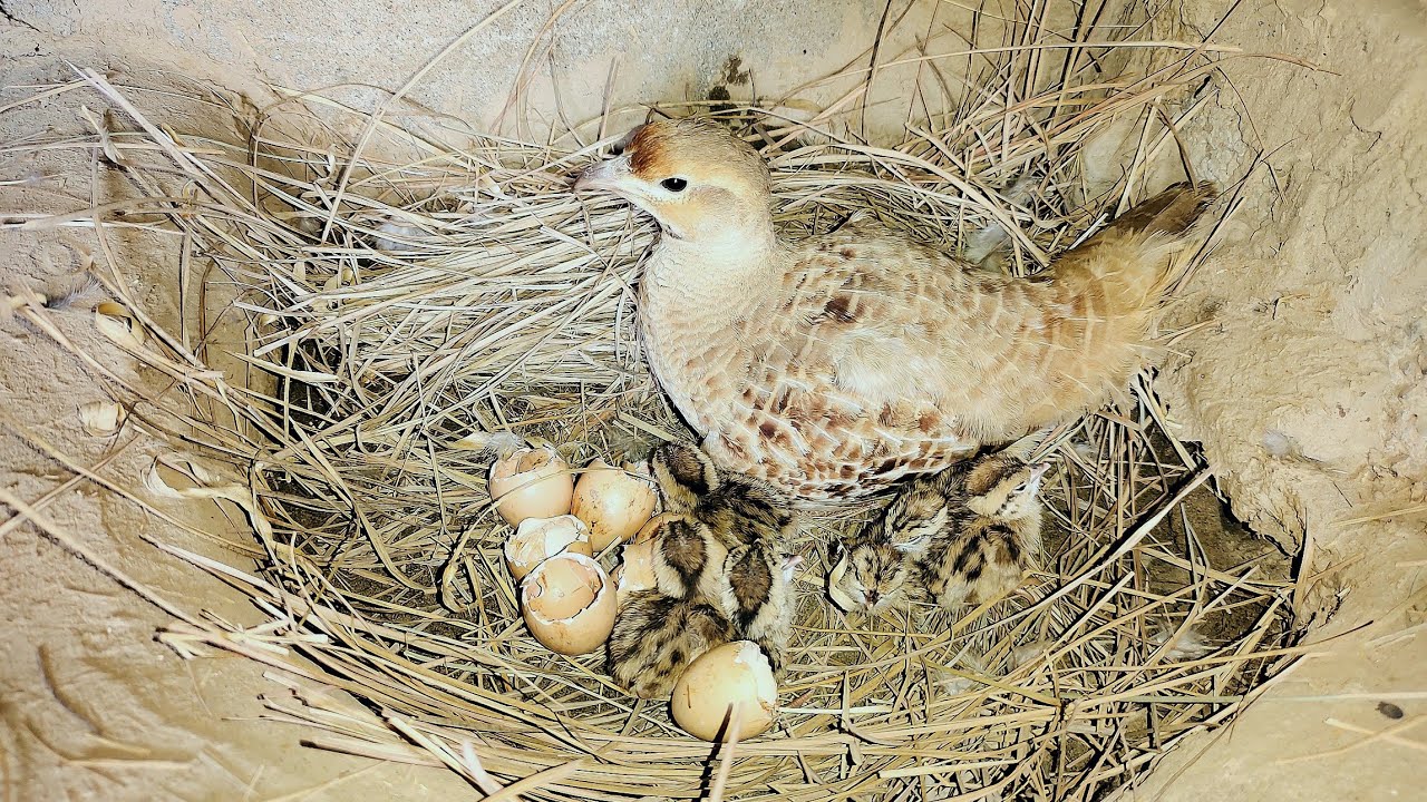 From crossing to hatching eggs full informative video | irani teetar ...