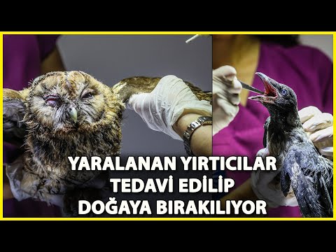 Yaralı Yırtıcıların Tedavisinde Anne Şefkati