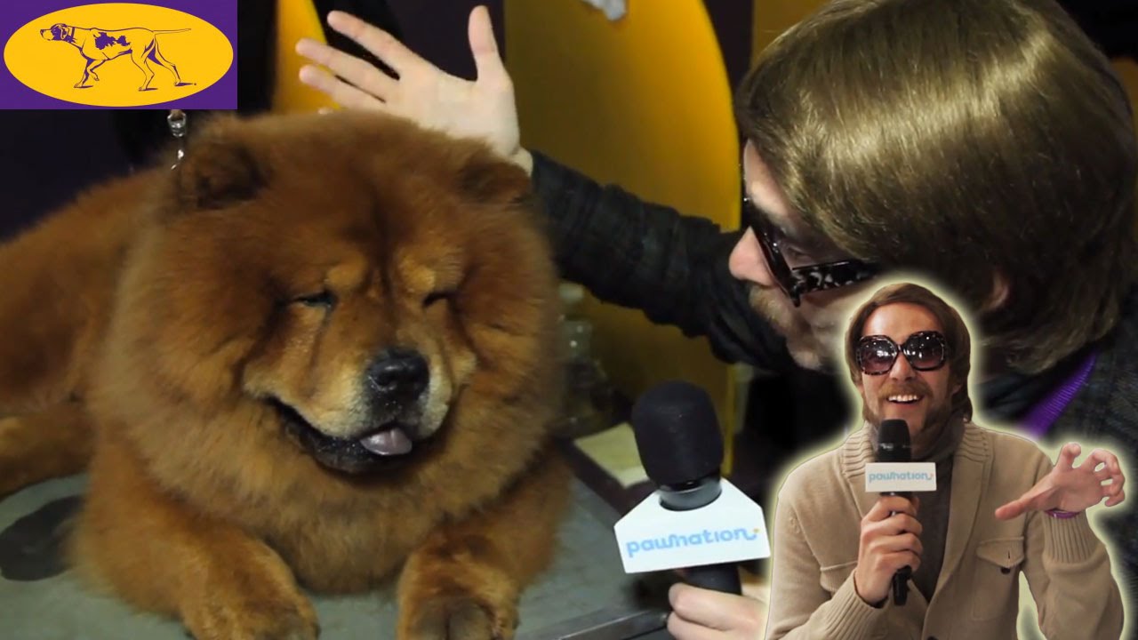 Randall Goes On the Prowl at the Westminster Dog Show - YouTube