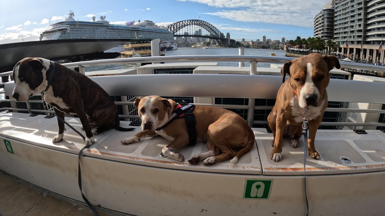 3 Assistance Dogs catch the Manly Ferry into Circular Quay after dip in ...