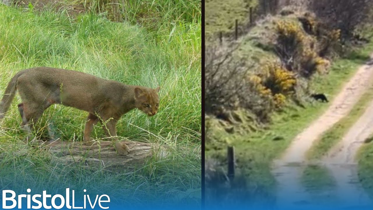Cyclist attacked by 'puma' - YouTube